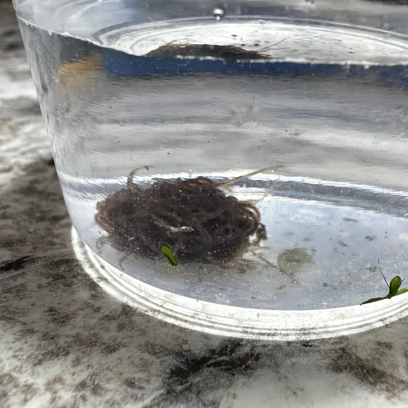 How to Feed Live Black worms to Fish (and Keep Them Alive) – Scallywag ...
