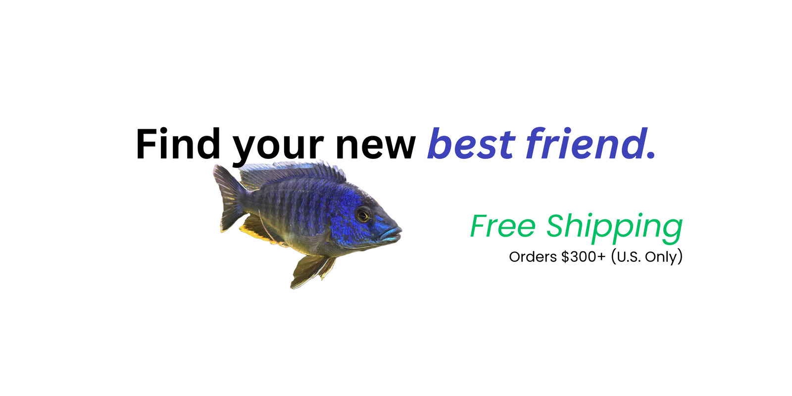 Shop Fish - Cichlids, Bristlenose Plecos, Nano Fish! - Hardy Tank Bred ...