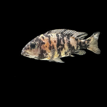 Female OB Peacock Cichlid - Vibrant Home-Bred | Scallywag's Fish Bowl